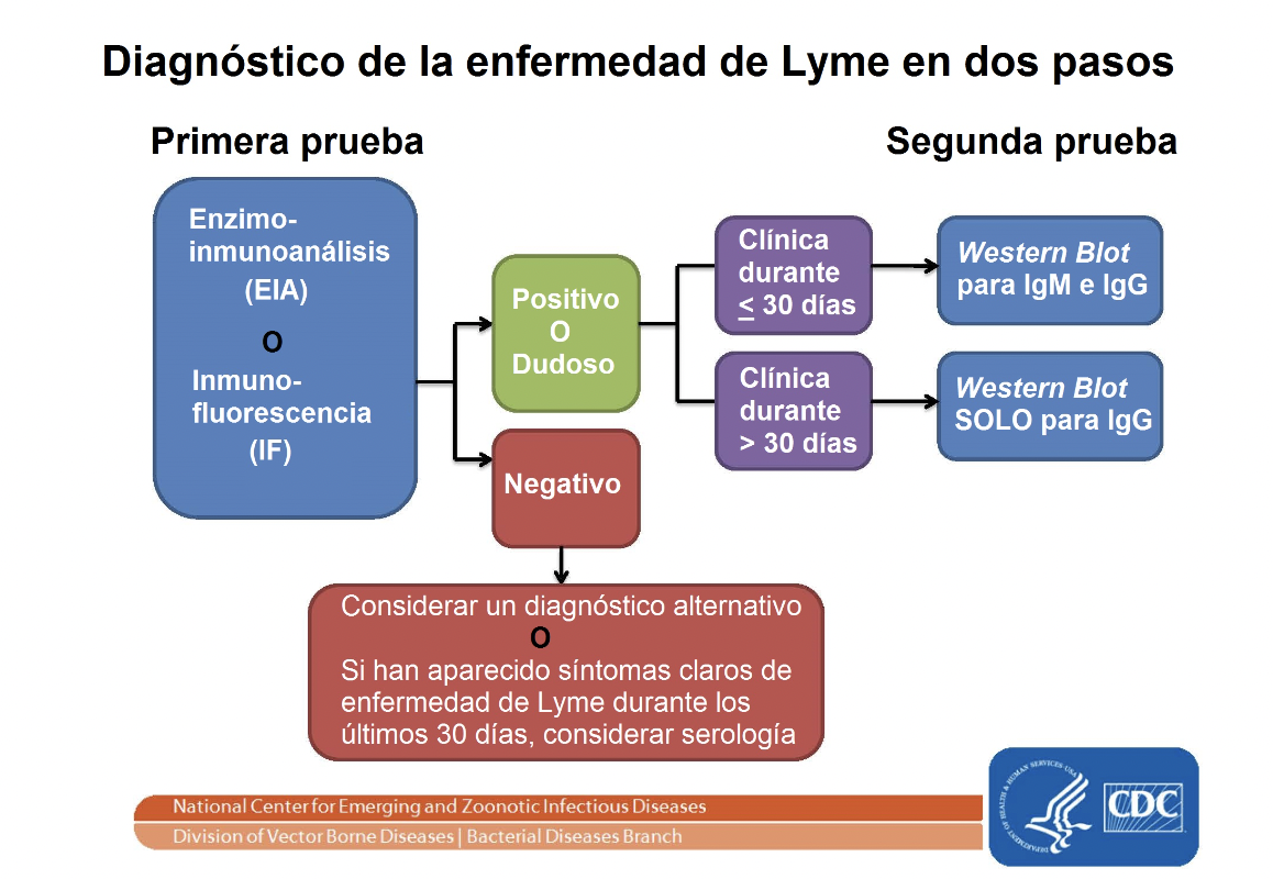 Pruebas para la enfermedad de Lyme